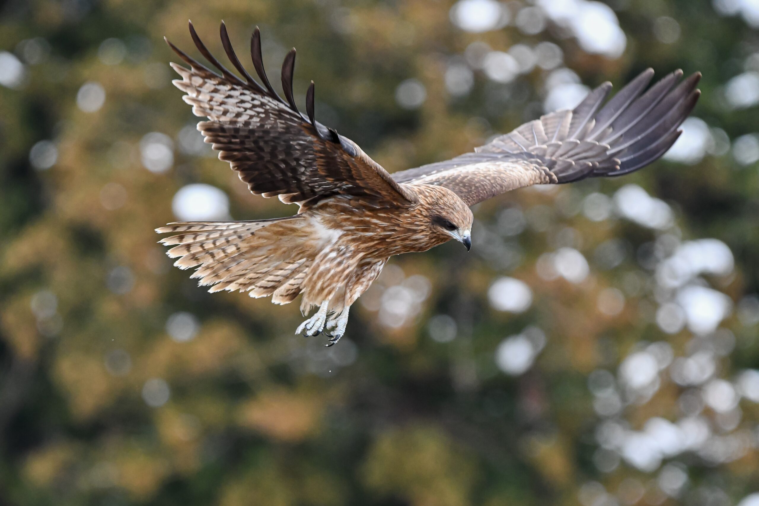 Nature’s Aerodynamic Blueprints Inspire New Engineering Designs ...